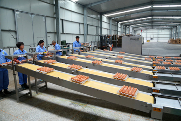 Indoor Layer Birds Breeding Factory For Egg Production - Buy Layer ...